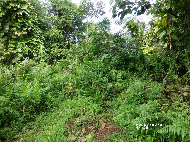 11 Kekauonohe St, Pahoa, HI 96778 | MLS #725039 | Compass
