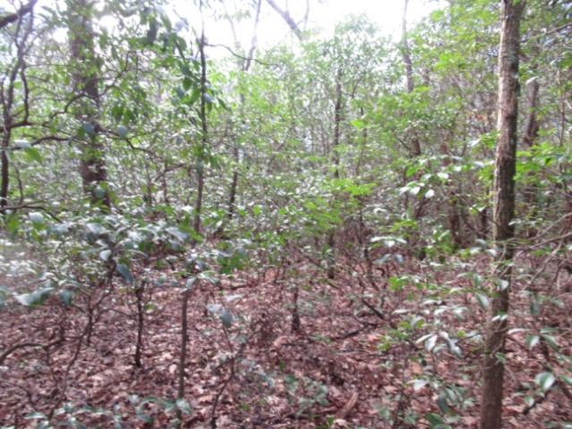 11 Matthews Creek Road