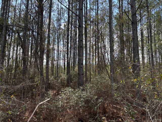 11 Red Oak Road