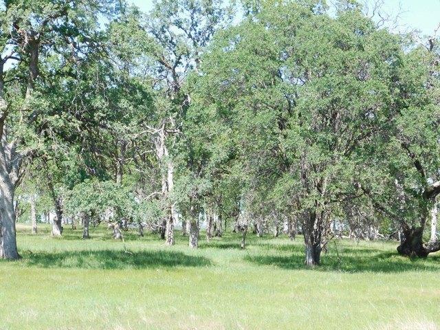 12060 Lazy Ln, Red Bluff, CA 96080