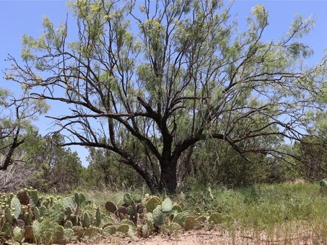 1234 Rr11 Recreational Rd # 11, Millersview, TX 76862