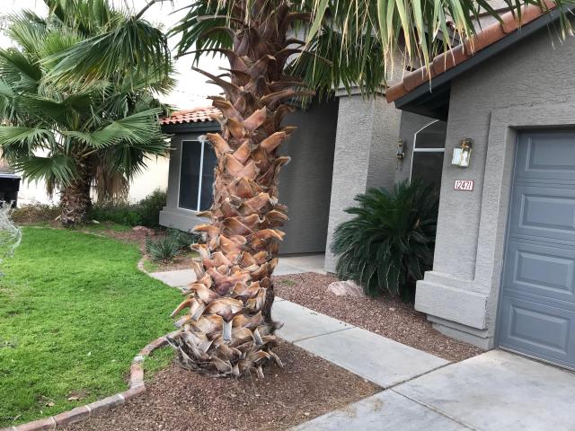 12471 W Holly St, Avondale, AZ 85392 | MLS #7016