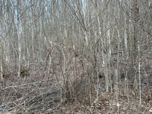 1251 Sarvice Hollow Road