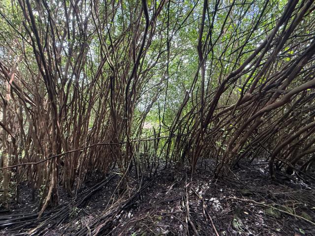 12 566 Lot 98 Hawaii St, Pahoa, HI 96778 | MLS #728584 | Compass