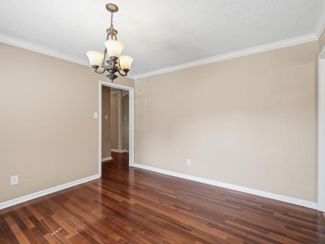 12 Red Birch Cv