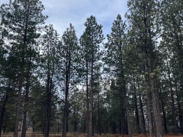 13053 Dawn Dr, Donnelly, ID 83615 | MLS #98981