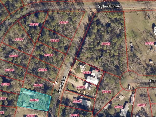 13096 Scarlet Oak