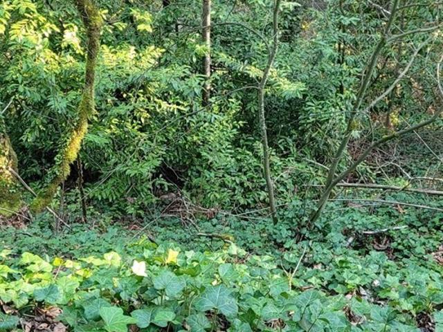 1317 Wildwood Blvd SW, Issaquah, WA 98027 | MLS #2496 | Compass