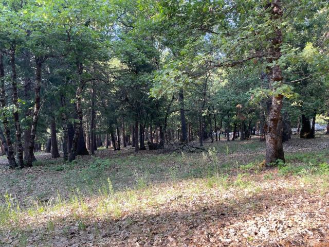 13117 Madrone Forest Dr, Nevada City, CA 95959 | MLS #226037