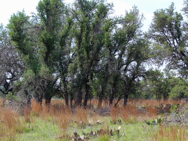 131 Lipan Loop, Unit 16, Harper, TX 78631 | MLS #96578