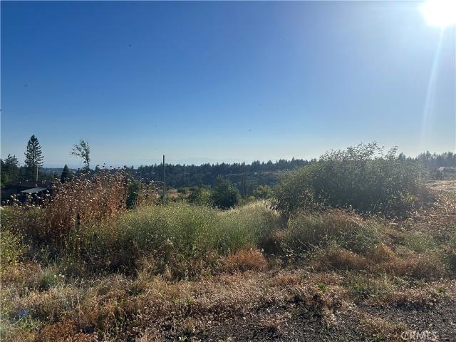 13753 Sugar Pine