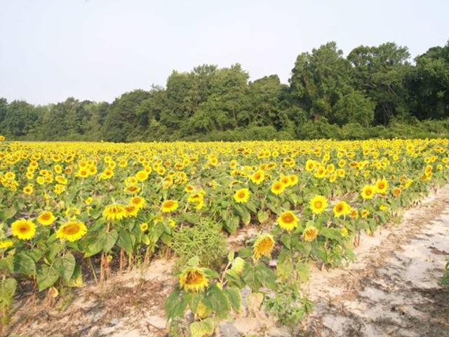 17.74 Acres S Deerfield Rd Lot 9, Johnsonville, SC 29555