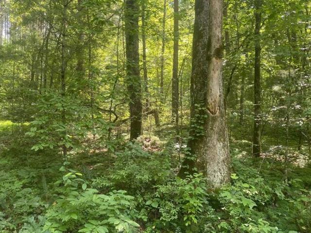 17.98 Ac Murphy Hwy, Mineral Bluff, GA 30559