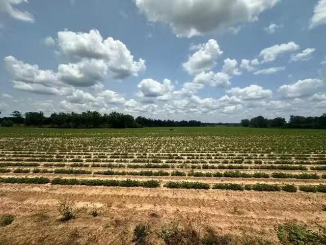 17 ACRES LOT 5 J SAUNDERS, DOTHAN, AL 36305