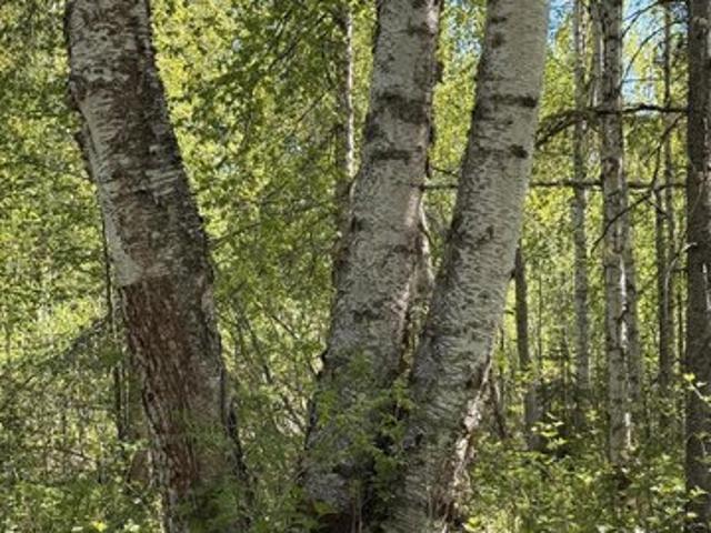 14002 E Front St, Talkeetna, AK 99676
