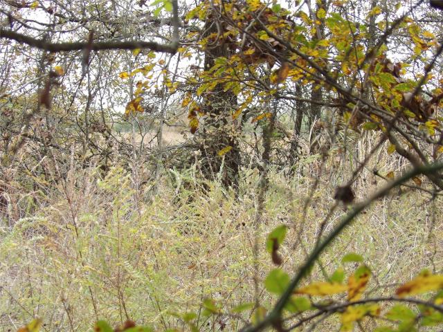 1401 Rs County Road 1530