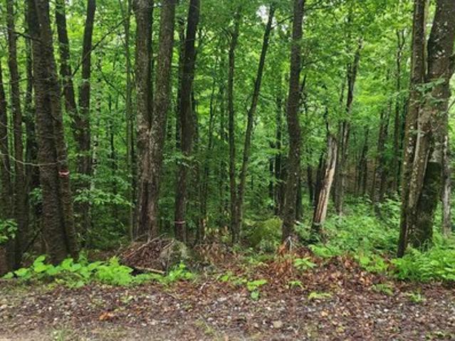 142 Fox Hill Rd Lot 111 035, Stoddard, NH 03456
