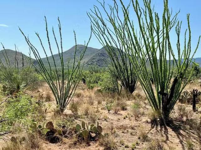 14352 Evanston Pl #373, Tucson, AZ 85736 MLS 22406582