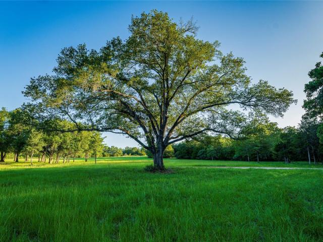 1462 County Road 313