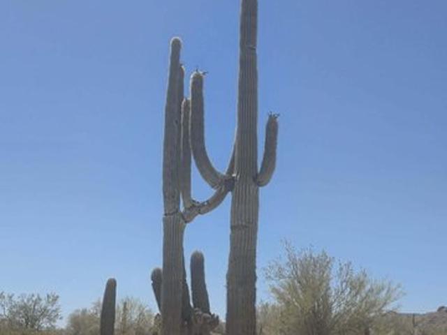 1523 S Warren Rd Unit 81, Maricopa, AZ 85139