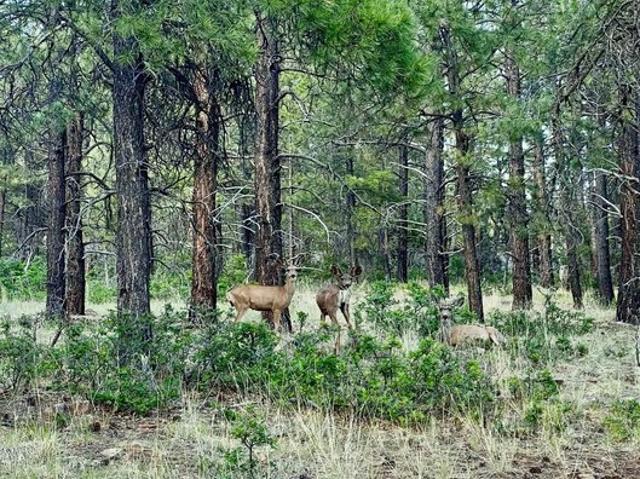1523 W View Rd, Pagosa Springs, CO 81147