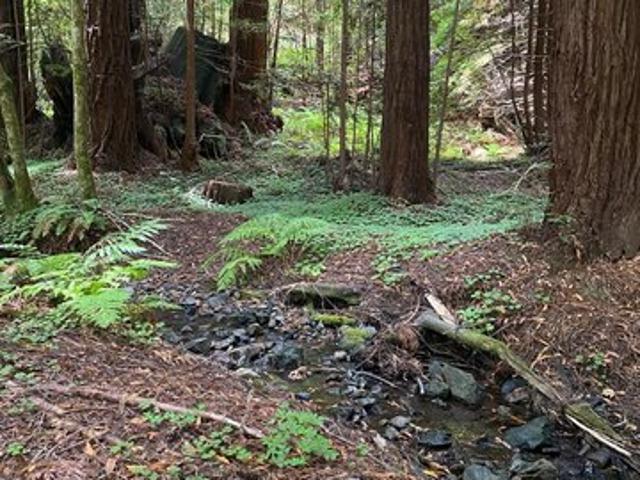 1545 Cazadero Hwy, Cazadero, CA 95421