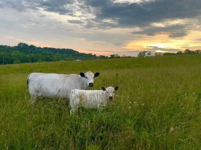 154 B Double Culvert Rd Lot A, Georgetown, KY 40324