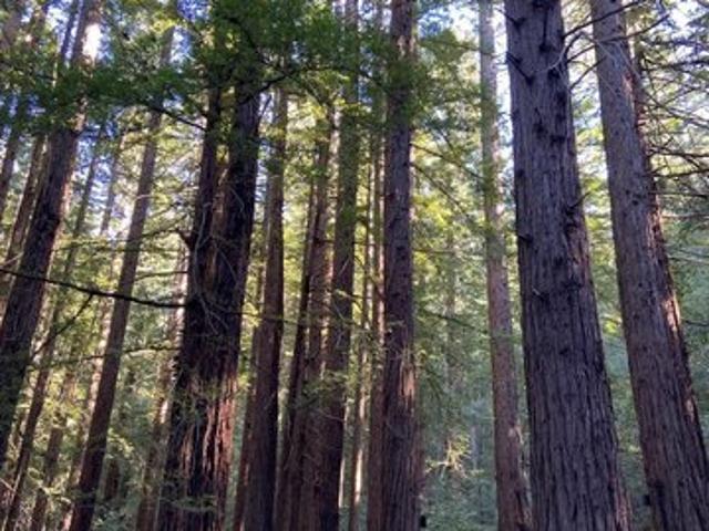 155 Native Sons Rd, Woodside, CA 94062