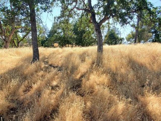 15687 Stagecoach Rd, Corning, CA 96021