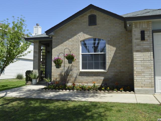 16238 Galloping Oak