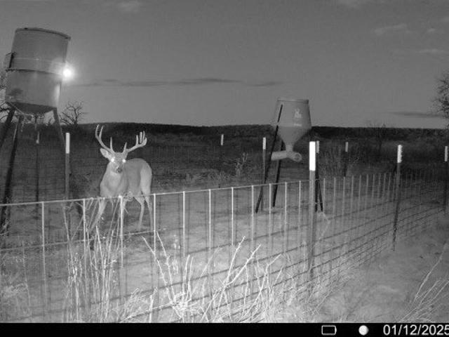 163 Campbell Ln, Jacksboro, TX 76458