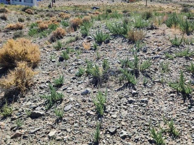 163 Boyd Dr, Walker Lake, NV 89415 | MLS #240007