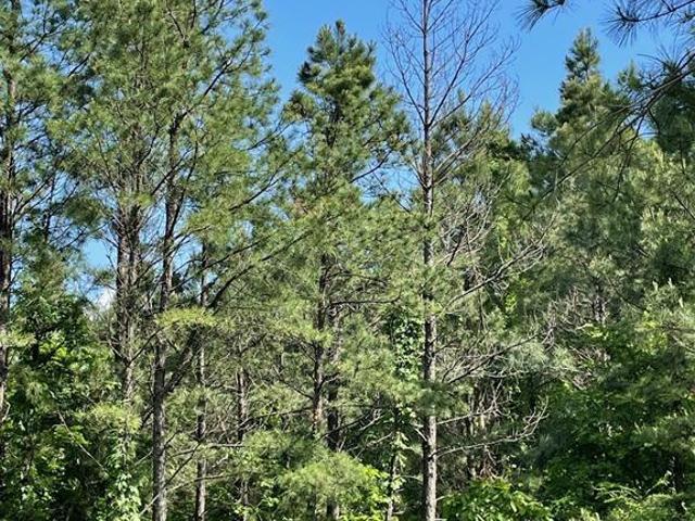 164 Timberline Trail