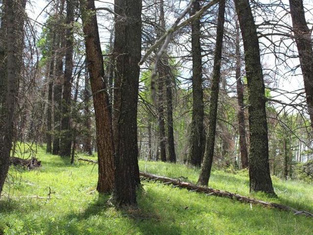 1650 Spruce Rd, Cimarron, CO 81220