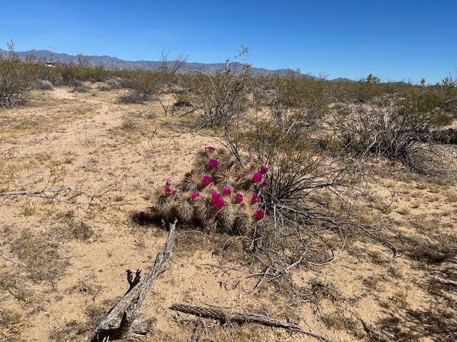 165 166 Cherry Rd, Yucca, AZ 86438 | MLS #037314