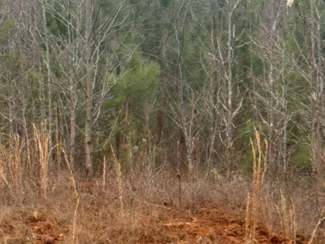 1661 County Road 637 # 8 Ac