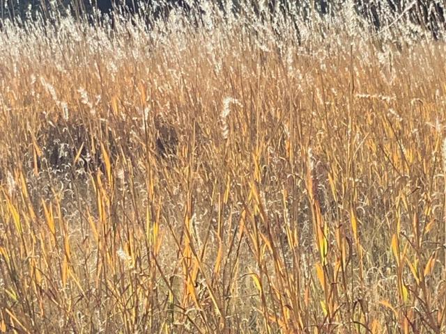 16.03 acres County Road B55