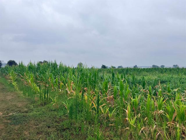 16.03 Acres Dennis Court