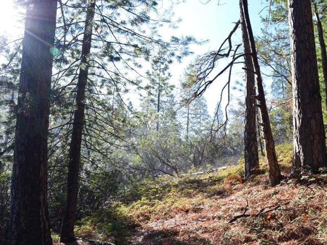 1703 War Hawk Way, Arnold, CA 95223