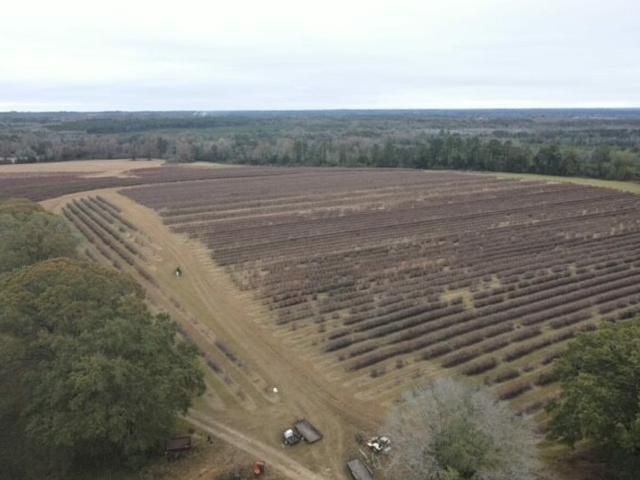 172 Washington Avenue, Millry, USA, AL