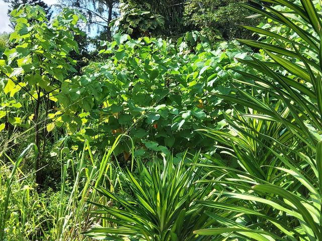 1744 S Opelu St, Pahoa, HI 96778 | MLS #727359