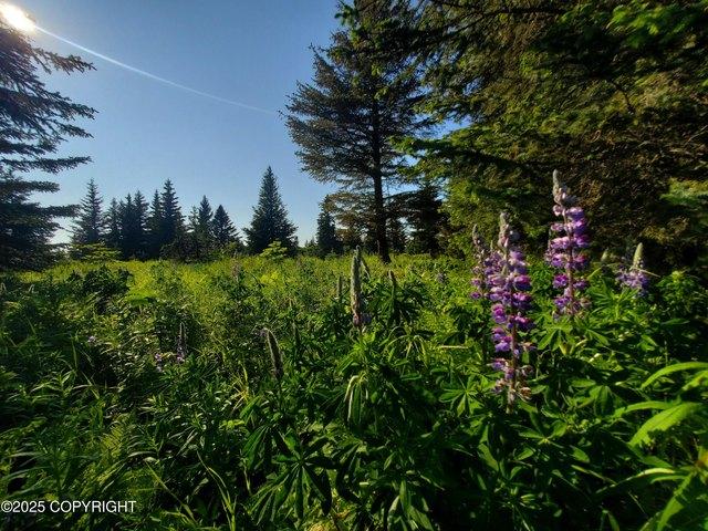 17509 Chefornak St, Ninilchik, AK 99639