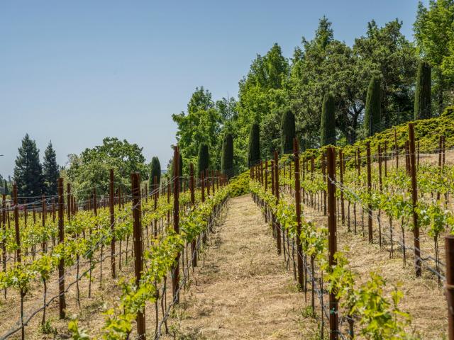 175 4th Street, Sonoma, US, CA