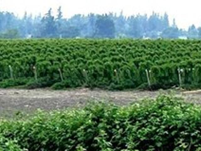 1766 Hampton Rd Lot 2, Everson, WA 98247