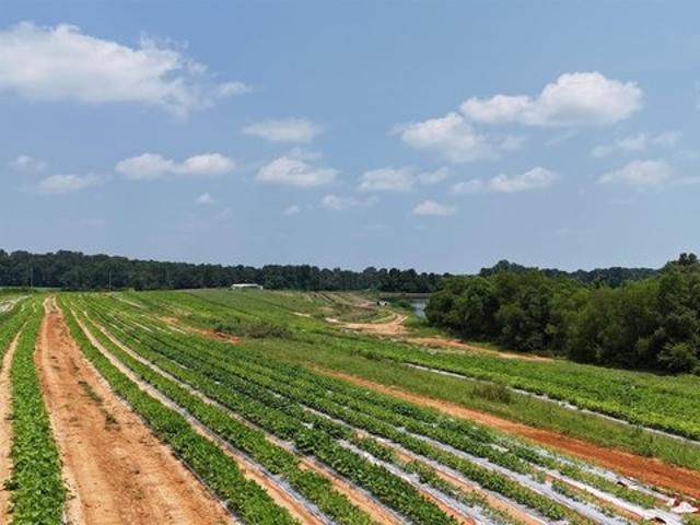1780 County Road 42, Steele, AL 35987
