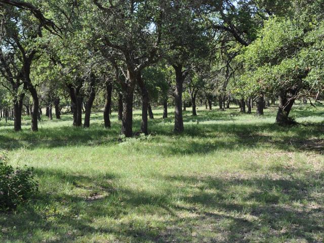 18043 Ranch to Market Road 479, Harper, TX 78631 | MLS #99372