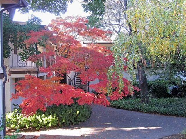 $1800 / 1br 723ft² Peaceful Setting, Quiet Complex. Oak Cabinets. Photos