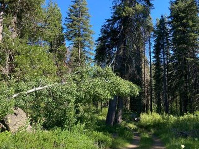 180 Bucks Meadow Dr, Bucks Lake, CA 95971