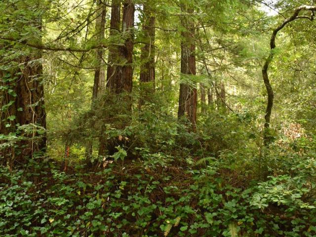 18572 Old Monte Rio Rd, Guerneville, CA 95446 | MLS #326029 | Compass