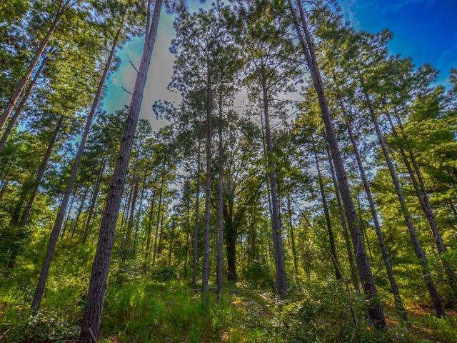 18 County Road 4224, Frankston, TX 75763 | MLS #20708